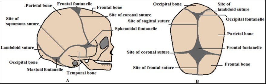 Skull Sutures Anatomy Skull Sutures Anatomy